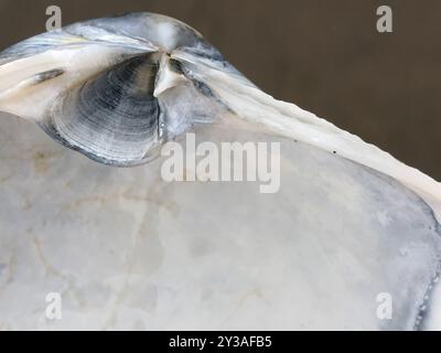 Dish Surfclam (Mactromeris catilliformis) Mollusca Stock Photo - Alamy