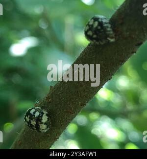 calico scale (Eulecanium cerasorum), Insecta, The Arboretum State ...