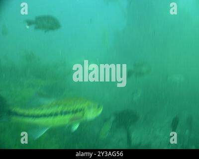 Largemouth Bass (Micropterus nigricans) Actinopterygii Stock Photo - Alamy