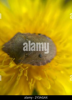 Tortoise Bug (Eurygaster testudinaria) Insecta Stock Photo - Alamy
