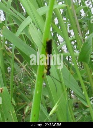 Stem Sawflies (Cephidae) Insecta Stock Photo - Alamy
