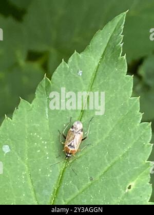 handsome plant bug (Harpocera thoracica) Insecta Stock Photo - Alamy
