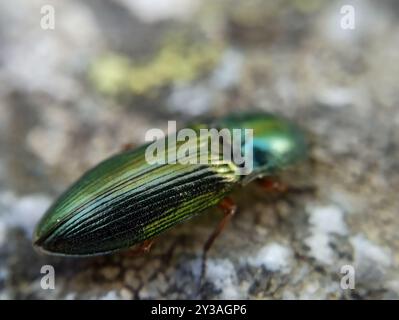 green click beetle (Selatosomus aeneus) Insecta Stock Photo - Alamy