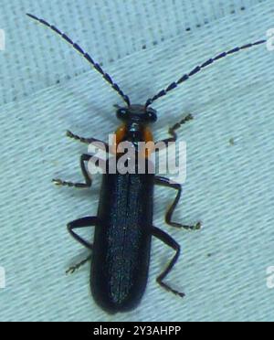 (Podabrus frater) Insecta Stock Photo - Alamy