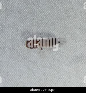 Pinhole Borer Beetles (Platypodinae) Insecta Stock Photo - Alamy