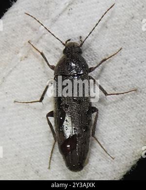 Punctate Synchronized Bark Beetle (Synchroa punctata) Insecta Stock ...