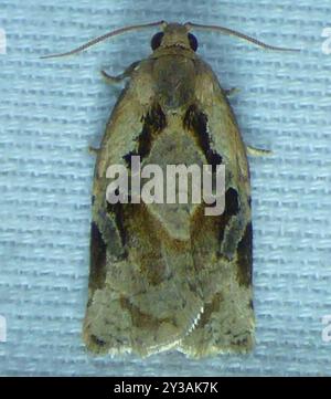 Gray Archips Moth (Archips grisea) Insecta Stock Photo - Alamy