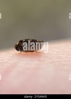 Museum Beetle (Anthrenus museorum) Insecta Stock Photo - Alamy