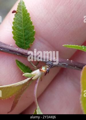 fire cherry (Prunus pensylvanica) Plantae Stock Photo - Alamy