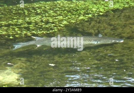 Mullets (Mugilidae) Actinopterygii Stock Photo - Alamy