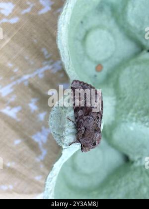Bordered Apamea Moth (Apamea sordens) Insecta Stock Photo - Alamy