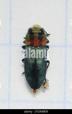 (Anthaxia nitidula signaticollis) Insecta Stock Photo - Alamy