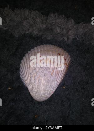 Giant Atlantic Cockle (Dinocardium robustum) Mollusca Stock Photo - Alamy