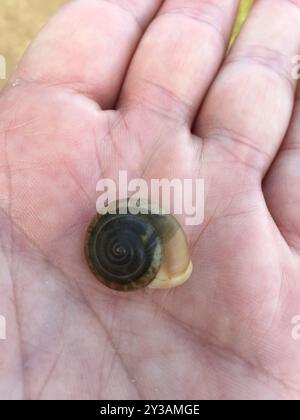 Globe Snails (Mesodon) Mollusca Stock Photo - Alamy