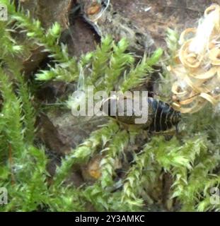 Forest Cockroach (Ectobius sylvestris) Insecta Stock Photo - Alamy