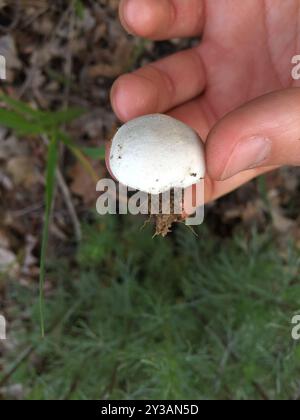 Meadow Puffball (Lycoperdon pratense) Fungi Stock Photo - Alamy