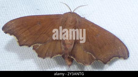 Scalloped Sack-bearer Moth (Lacosoma chiridota) Insecta Stock Photo - Alamy