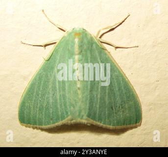 Emerald Moths (Geometrinae) Insecta Stock Photo - Alamy