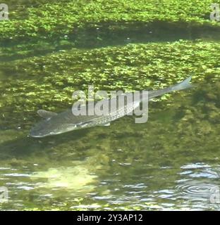 Mullets (Mugilidae) Actinopterygii Stock Photo - Alamy