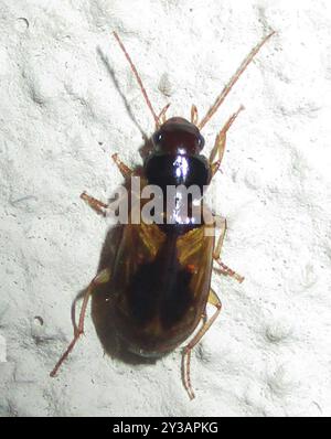 (Amblystomus amabilis) Insecta Stock Photo - Alamy