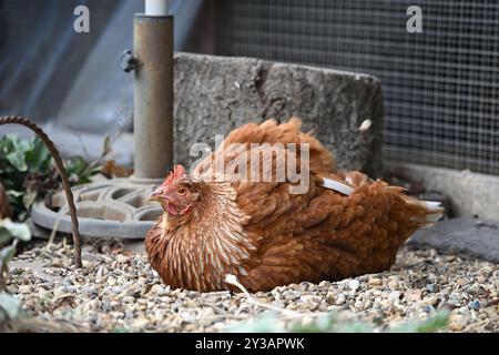 A pet rescue hen having a dust bath in the garden Stock Photo - Alamy