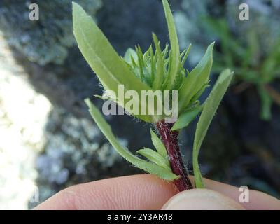 Oregon Gumplant (Grindelia stricta), Plantae, Pescadero Marsh Natural ...