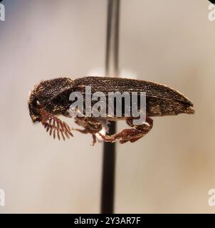 False Click Beetles (Eucnemidae) Insecta Stock Photo - Alamy