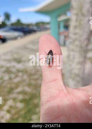 Sifting Metallic Wood-borer (Chrysobothris cribraria) Insecta Stock ...