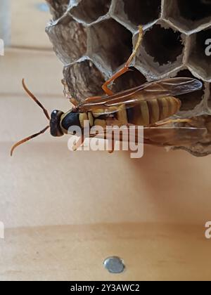Executioner Wasp (Polistes carnifex), Insecta, Belize District, Belize ...