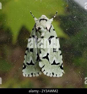 Green Marvel (Acronicta fallax), Insecta, Eagle Hill Dr, Steuben, ME ...