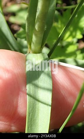 African Pink (Dianthus zeyheri) Plantae Stock Photo - Alamy