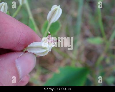 Florida Indian Plantain (Arnoglossum floridanum) Plantae Stock Photo ...
