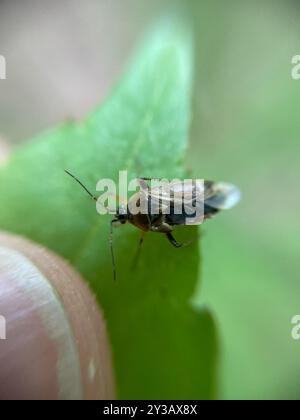 handsome plant bug (Harpocera thoracica) Insecta Stock Photo - Alamy