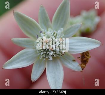Fivefive Ministar (Alepidea peduncularis) Plantae Stock Photo - Alamy