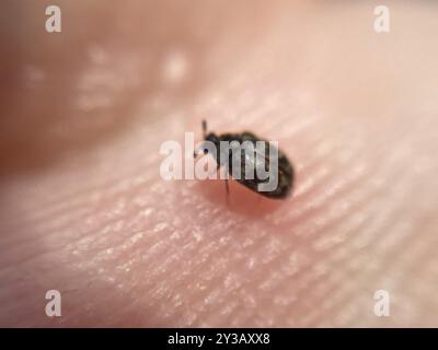Australian Carpet Beetle (Anthrenocerus australis) Insecta Stock Photo ...