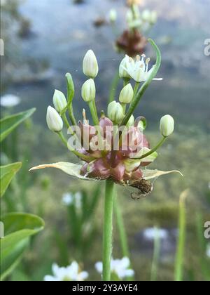 Canadian Meadow garlic (Allium canadense) Plantae Stock Photo - Alamy
