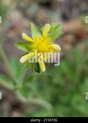 sticky cinquefoil (Drymocallis glandulosa) Plantae Stock Photo - Alamy