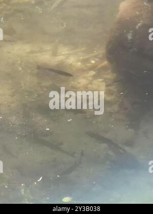 European chub (Squalius cephalus) Actinopterygii Stock Photo - Alamy