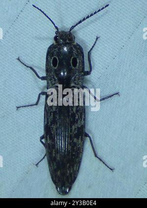 Small-eyed Click Beetle (Alaus myops) Insecta Stock Photo - Alamy