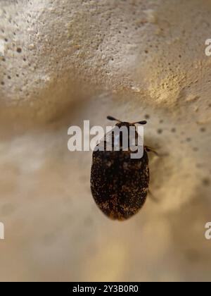 Museum Beetle (Anthrenus museorum) Insecta Stock Photo - Alamy