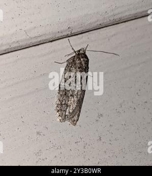 Poplar Micromoth (Semioscopis inornata) Insecta Stock Photo - Alamy