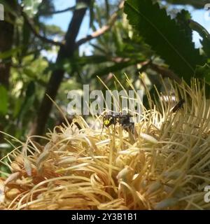 Banksia Masked Bee (Hylaeus alcyoneus) Insecta Stock Photo - Alamy