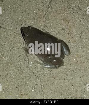 Western Narrow-mouthed Toad (Gastrophryne olivacea) Amphibia Stock ...