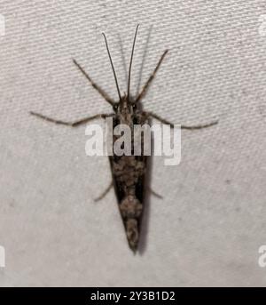 Giant Casemaker Caddisflies (Phryganeidae) Insecta Stock Photo - Alamy