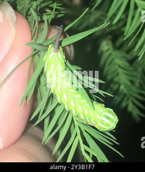 Cypress Sphinx (Isoparce cupressi Stock Photo - Alamy