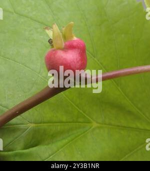 Lime Leaf-stalk Gall-midge (Contarinia tiliarum) Insecta Stock Photo ...