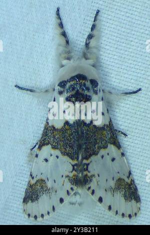 White Furcula Moth (Furcula borealis) Insecta Stock Photo - Alamy