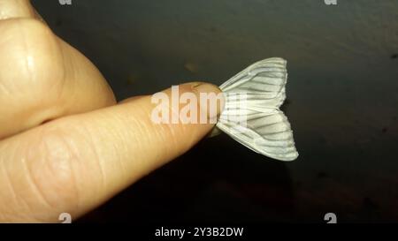 (Xenosoma nigromarginatum) Insecta Stock Photo - Alamy
