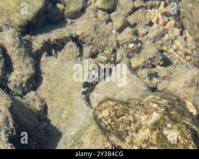 Giant Goby (Gobius cobitis) Actinopterygii Stock Photo - Alamy