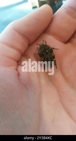 Mango Flower Beetle (Protaetia fusca) Insecta Stock Photo - Alamy